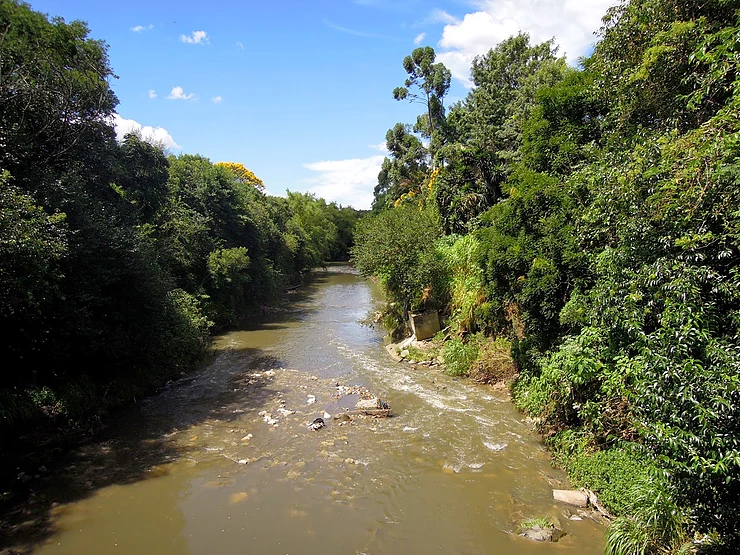 O que são matas ciliares? Você já ouviu falar? - GNR Ambiental O que são matas ciliares? Você já ouviu falar? - GNR Ambiental